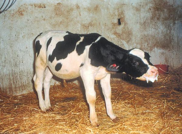 Calf and weanling pneumonia 14 November 2015 Premium