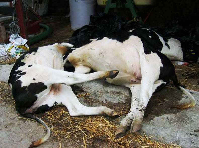 Spotting the signs of clostridial diseases of cattle 08 September 2017 ...