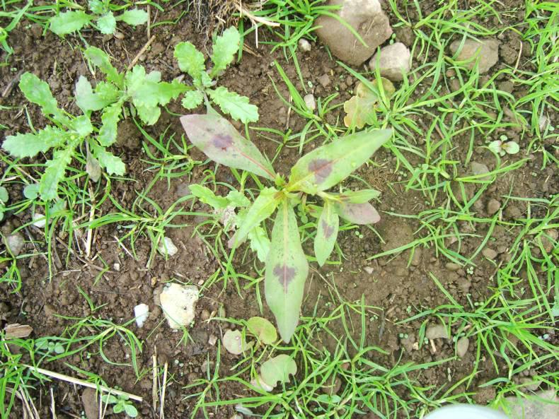 Common Garden Weeds Ireland | Fasci Garden