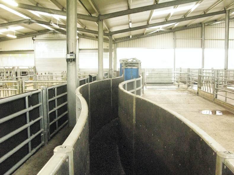 Watch: Curved cattle handling unit is safer and quicker - Premium