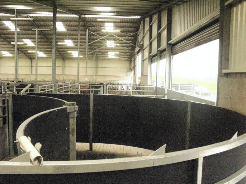 Watch: Curved cattle handling unit is safer and quicker - Premium
