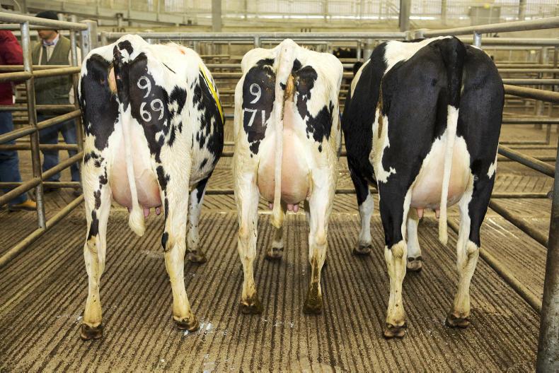 Freeze Branding Cattle