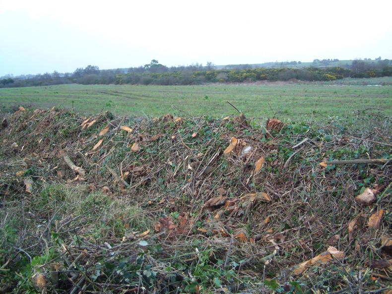 Watch: how to coppice a hedgerow for GLAS - Premium