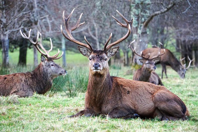 Red Stag Ireland
