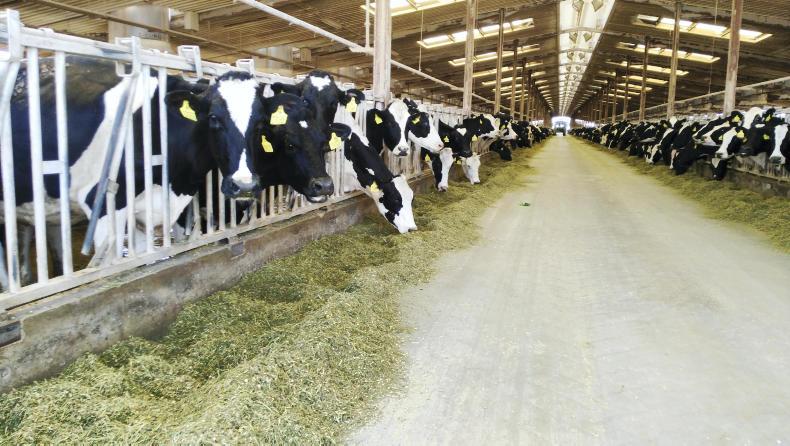 Almarai Dairy Farm Cows - All About Cow Photos