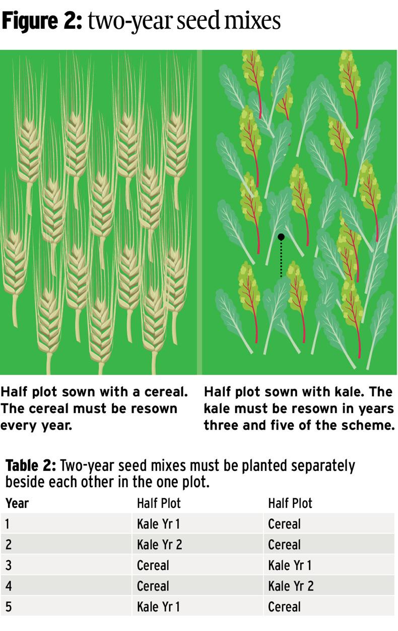 Getting wild bird cover established - Premium