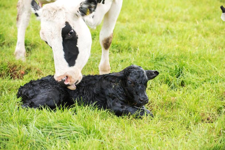BVD map: rate of PI births halves in 2017 - Premium