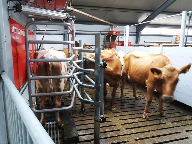 In pictures: milking 65 cows with robots in Iceland - Free