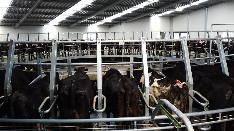 Student blog: scale that gives you goosebumps in New Zealand - Premium