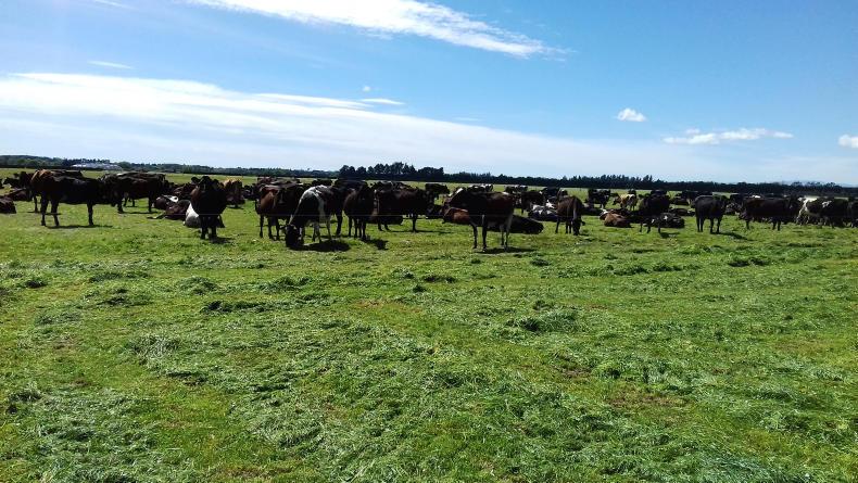 Student blog: scale that gives you goosebumps in New Zealand - Premium