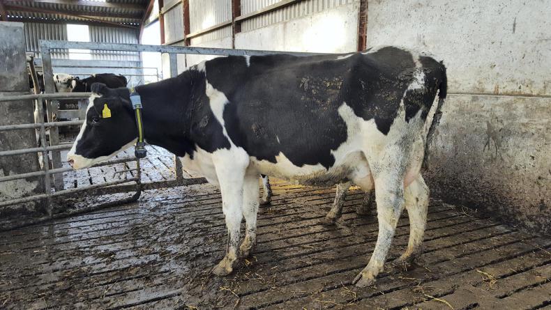 Watch: selective breeding for the optimal cow - Premium