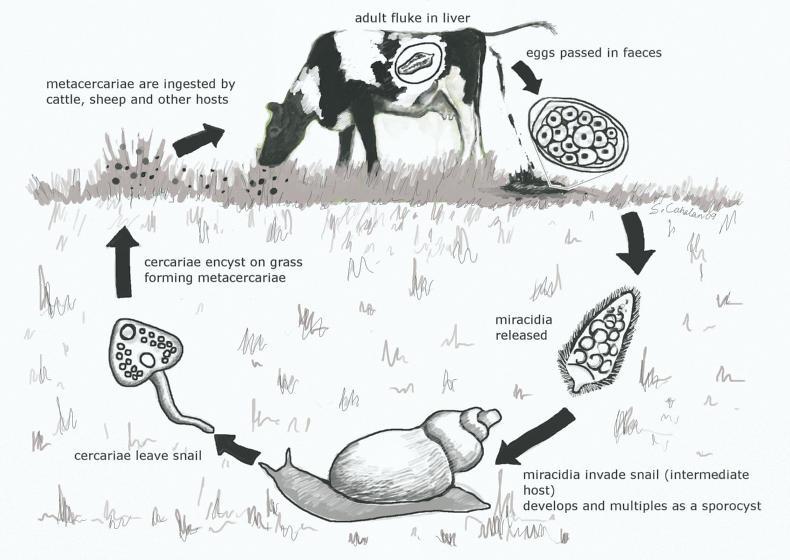 Liver fluke on the rise in western and northwestern counties - Free