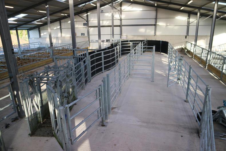 Watch: cattle dealer's impressive facilities - Premium