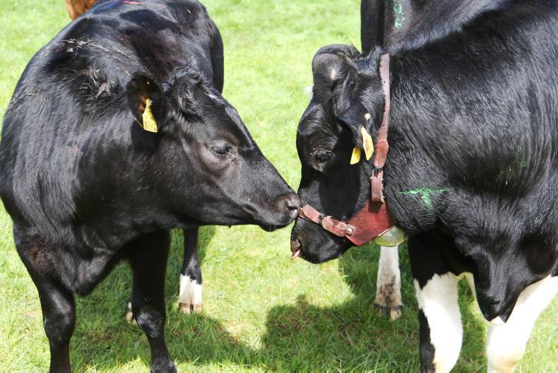 Beef breeding: getting to grips with AI - Premium