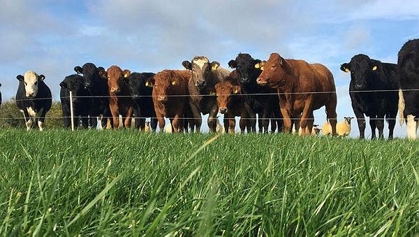 Irish Farmers Journal - For the Latest Farming News in Ireland