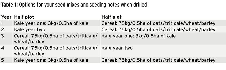 What you need to know if planting wild bird cover - Premium