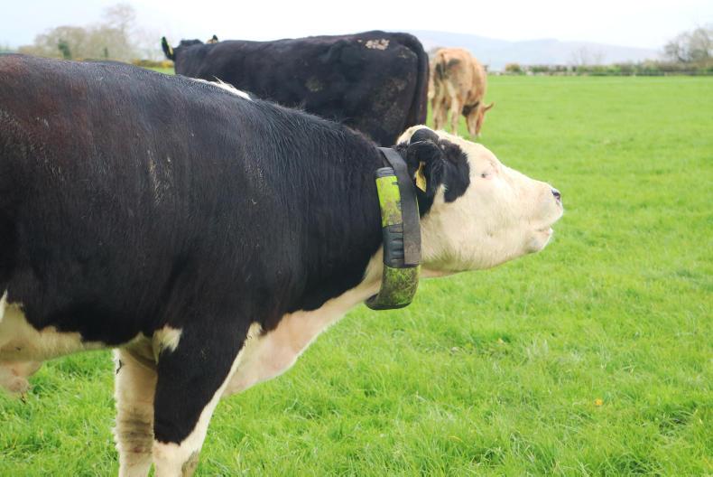 Top five heat detection aids for beef cattle - Premium