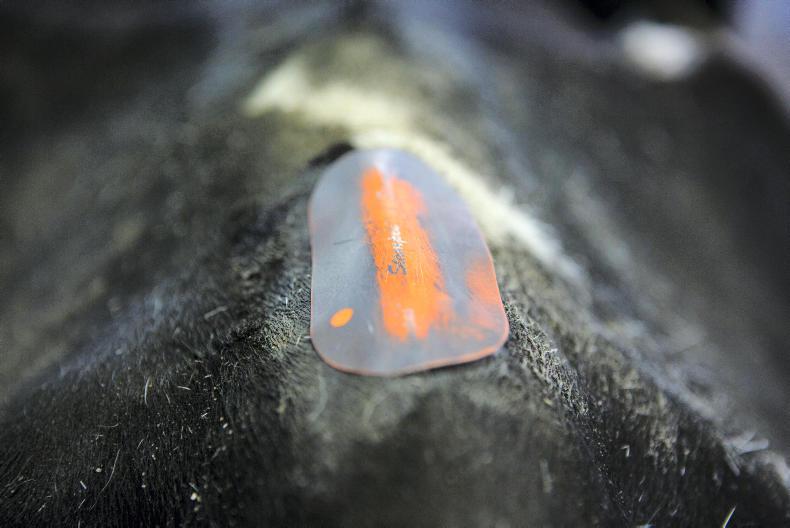 Top five heat detection aids for beef cattle - Premium