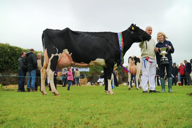 Parade of champions: May pedigree show-stoppers - Premium