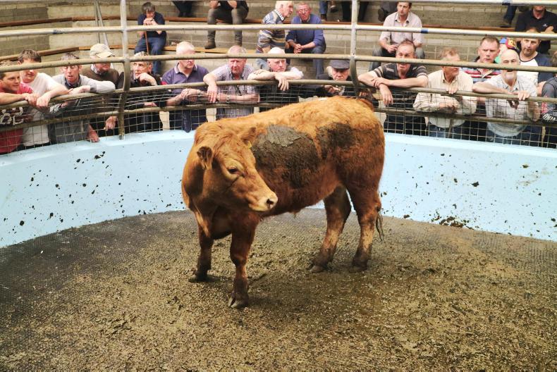 In pictures: positive trade in Roscrea mart - Premium