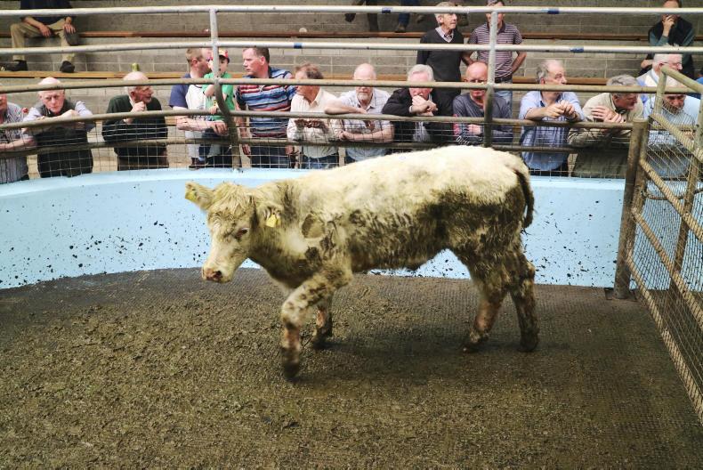 In pictures: positive trade in Roscrea mart - Premium