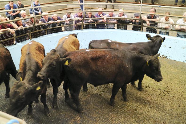 In pictures: positive trade in Roscrea mart - Premium