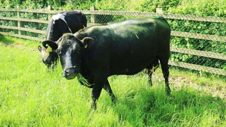 Grass growth, first-cut silage and heat stress in Newford Farm - Premium