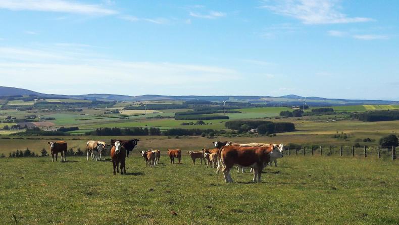 Farm Profit Programme: Pasture at a premium in Cranna - Free