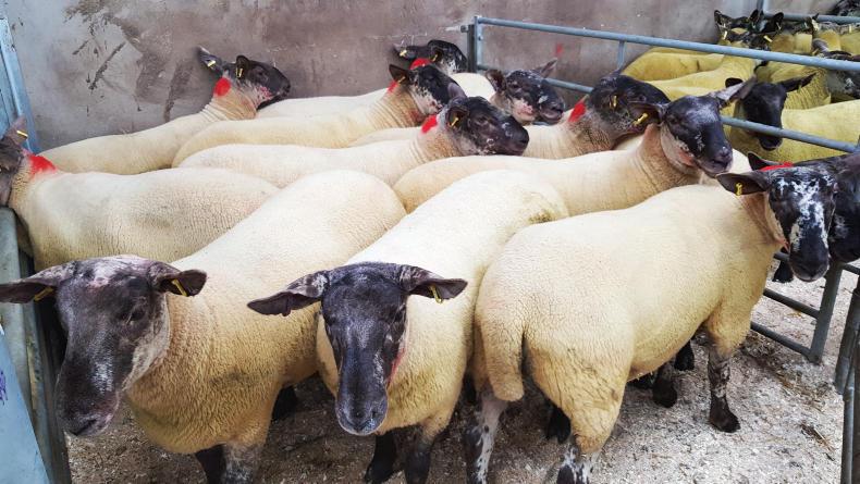 In pictures: Suffolk Cheviot hoggets sell for £325 at Ballymena - Premium