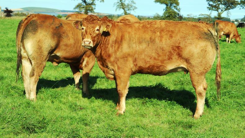 Genetically superior calves through IVF - Premium