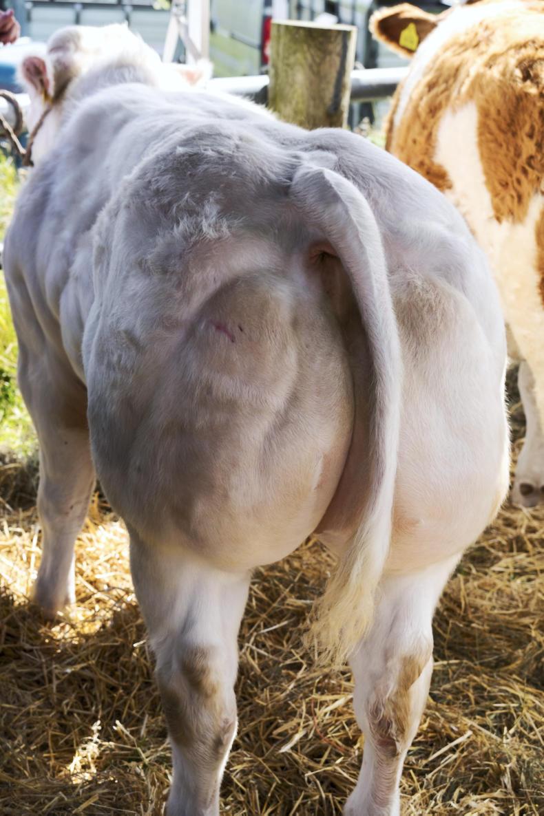 Myostatin Cow