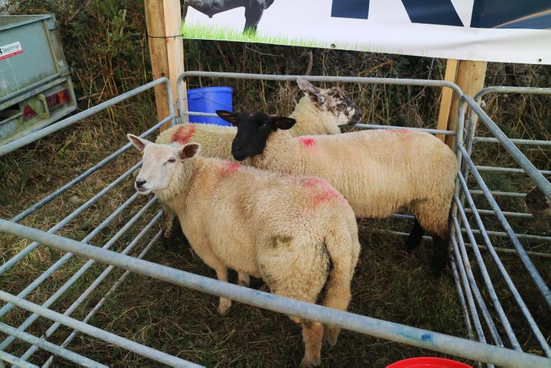 Watch: sheep clean livestock policy under the spotlight at Roscommon ...