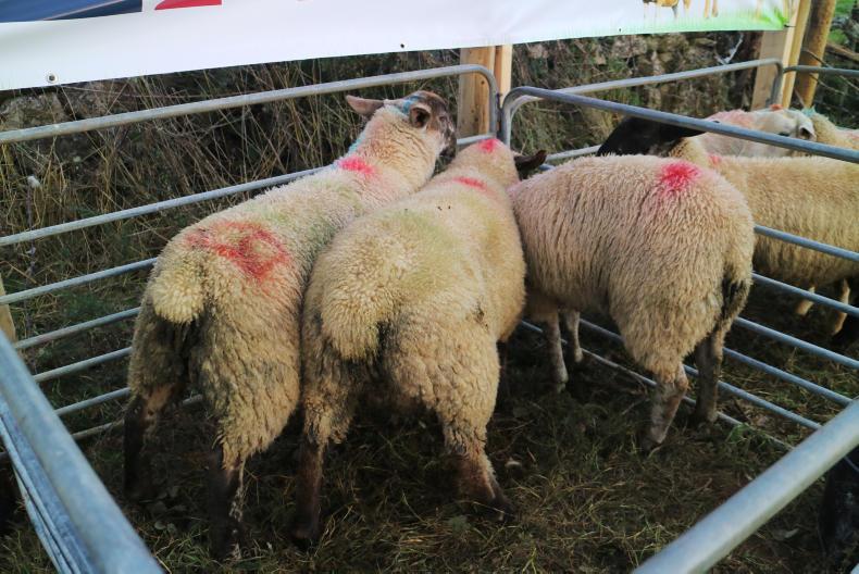 Watch: sheep clean livestock policy under the spotlight at Roscommon ...