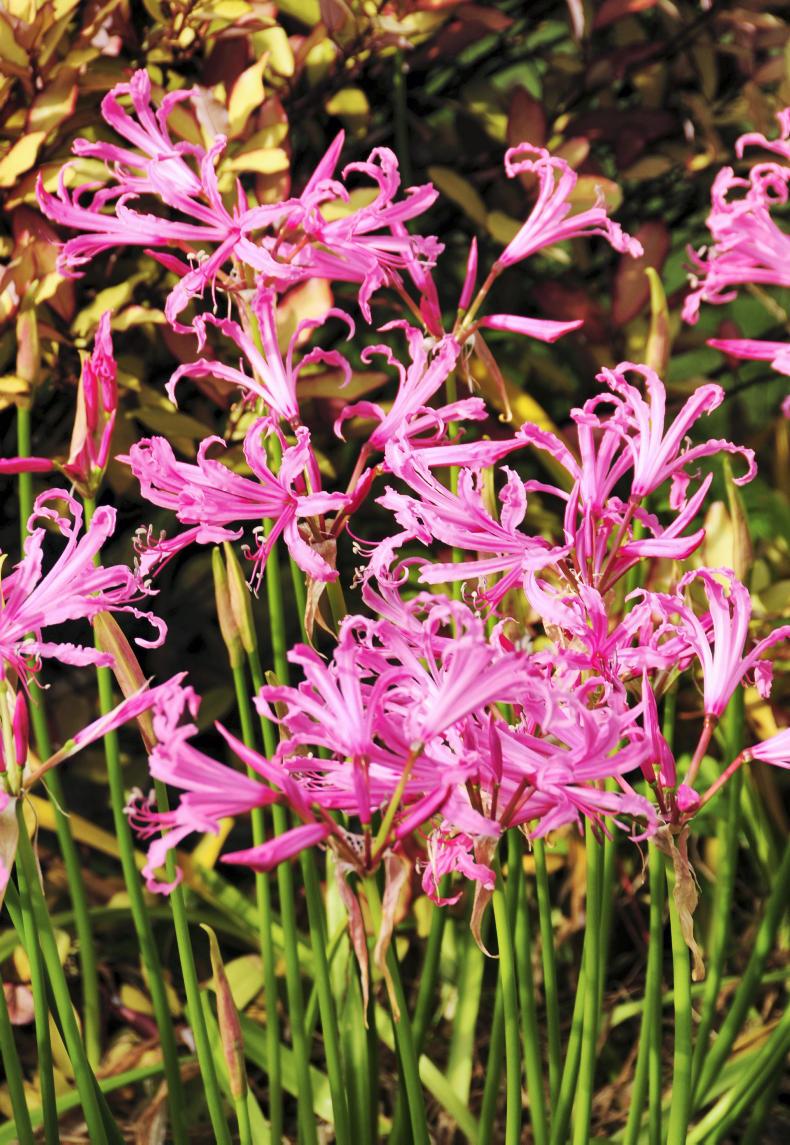 Neon-pink nerine - Premium