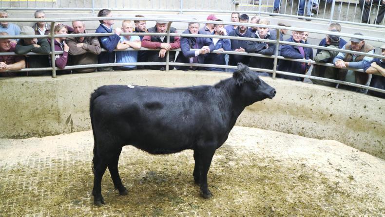 Belgian Blue bulls sells for €3,400 in Carnew mart suckler sale - Premium