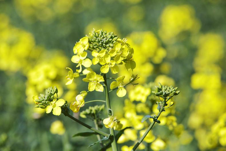 New contracts for spring oilseed rape on offer - Premium