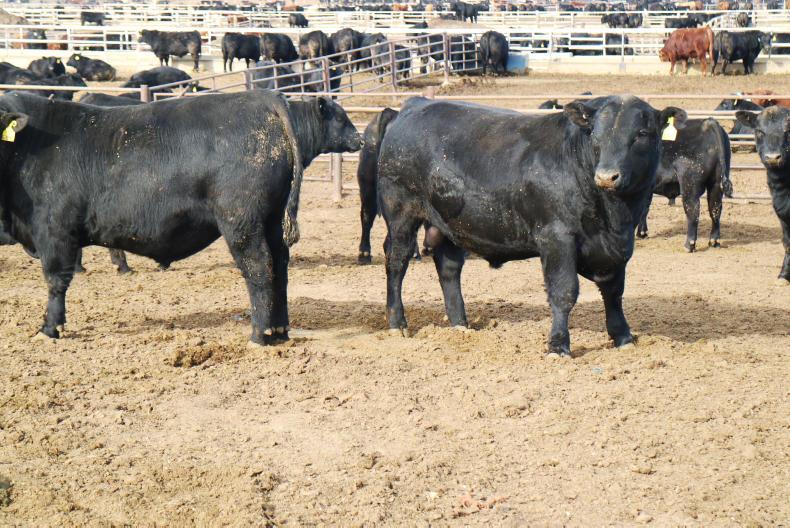 Leachman herd, part II: performance testing 3,000 bulls in three months ...