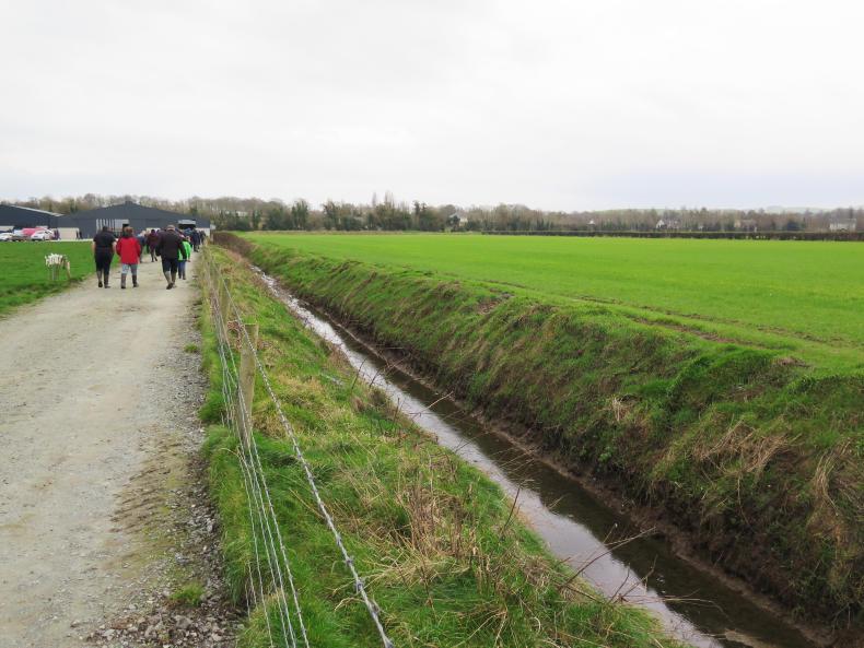 Geese grazing grass in Donegal - Premium