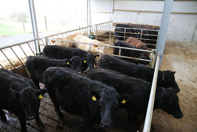 Watch: €18,000 net cost for tidy three-bay beef shed - Premium