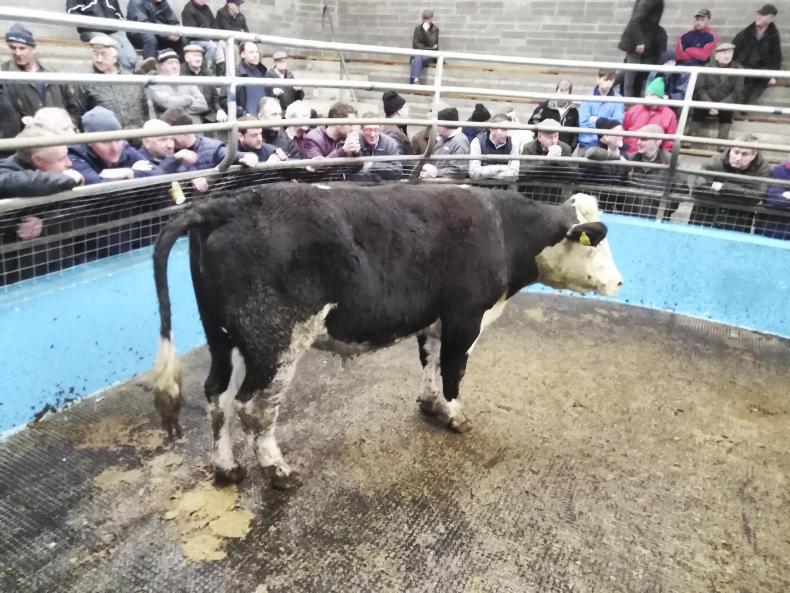 In pictures: firm trade for stock at Roscrea Mart - 08 March 2019 Premium
