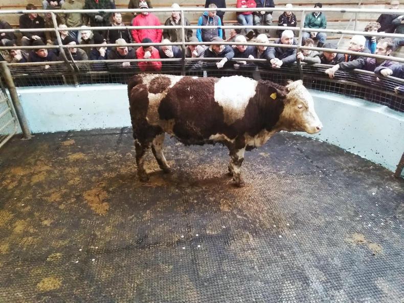 In pictures: firm trade for stock at Roscrea Mart - 08 March 2019 Premium