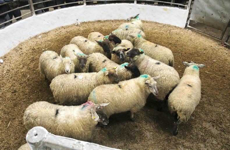 Camera at the Mart: more bite in Tullow Mart sheep sale - Premium