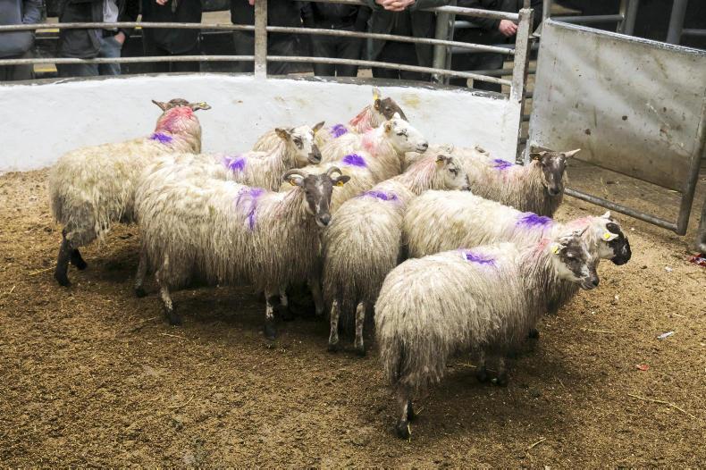 Camera at the Mart: more bite in Tullow Mart sheep sale - Premium