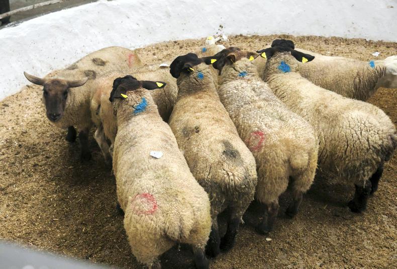 Camera at the Mart: more bite in Tullow Mart sheep sale - Premium