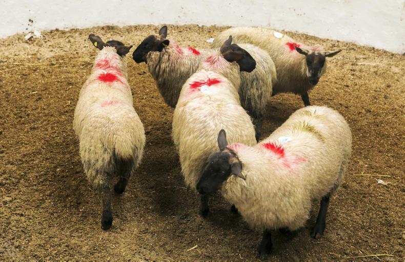 Camera at the Mart: more bite in Tullow Mart sheep sale - Premium