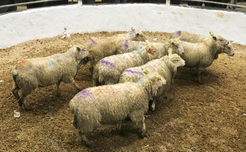 Camera at the Mart: more bite in Tullow Mart sheep sale - Premium