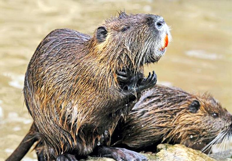 9kg rat species that damages crops spotted in Ireland - Free