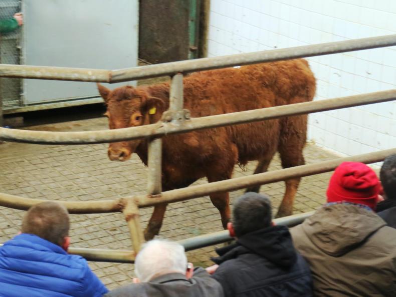 Farmers very active for all types of store bullocks and heifers - Premium