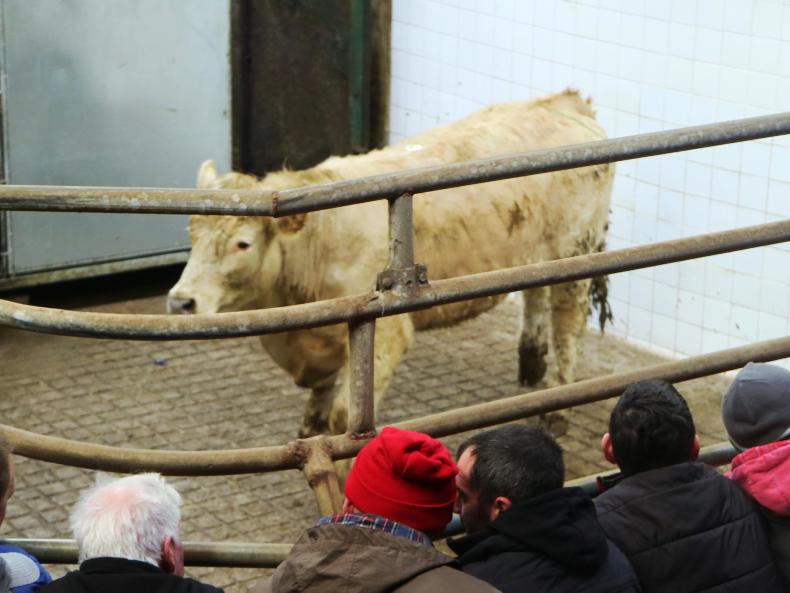 Farmers very active for all types of store bullocks and heifers - Premium