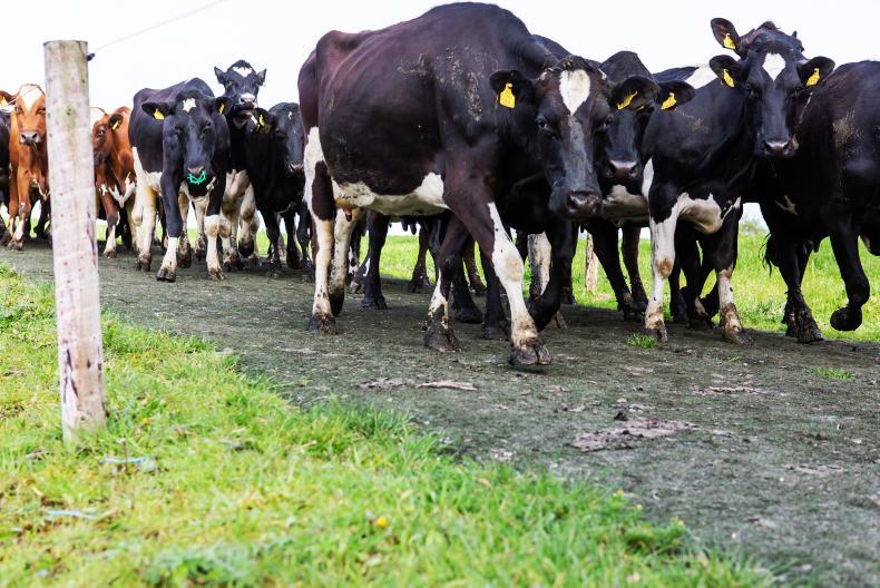 Watch: installing astro track roadways for cows - Premium